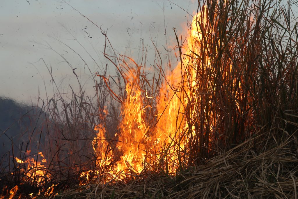 Pantanal Em Chamas O Que é Preciso Saber Sobre A Tragédia Ambiental